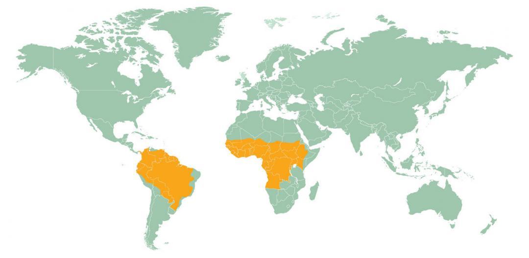 Gele koorts is een tropische virale ziekte. | Care Plus®