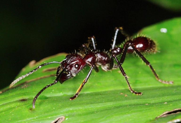 Tips en adviezen voor reizen naar Midden-Amerika | Care Plus®