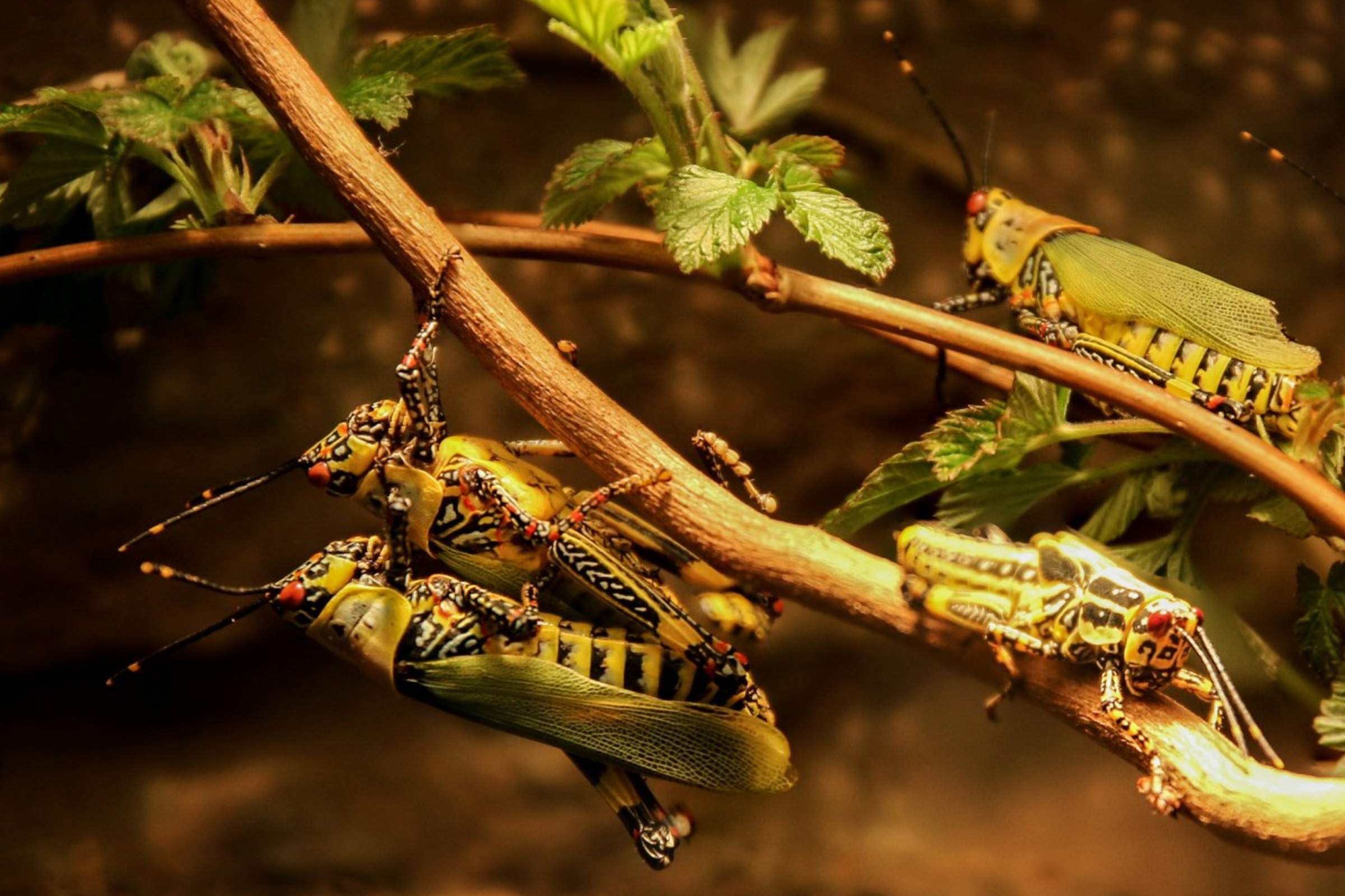 Insecten op het menu? | Care Plus®