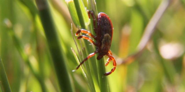 ‘Reuzenteek’ gevonden vlakbij Nederlandse grens | Care Plus®