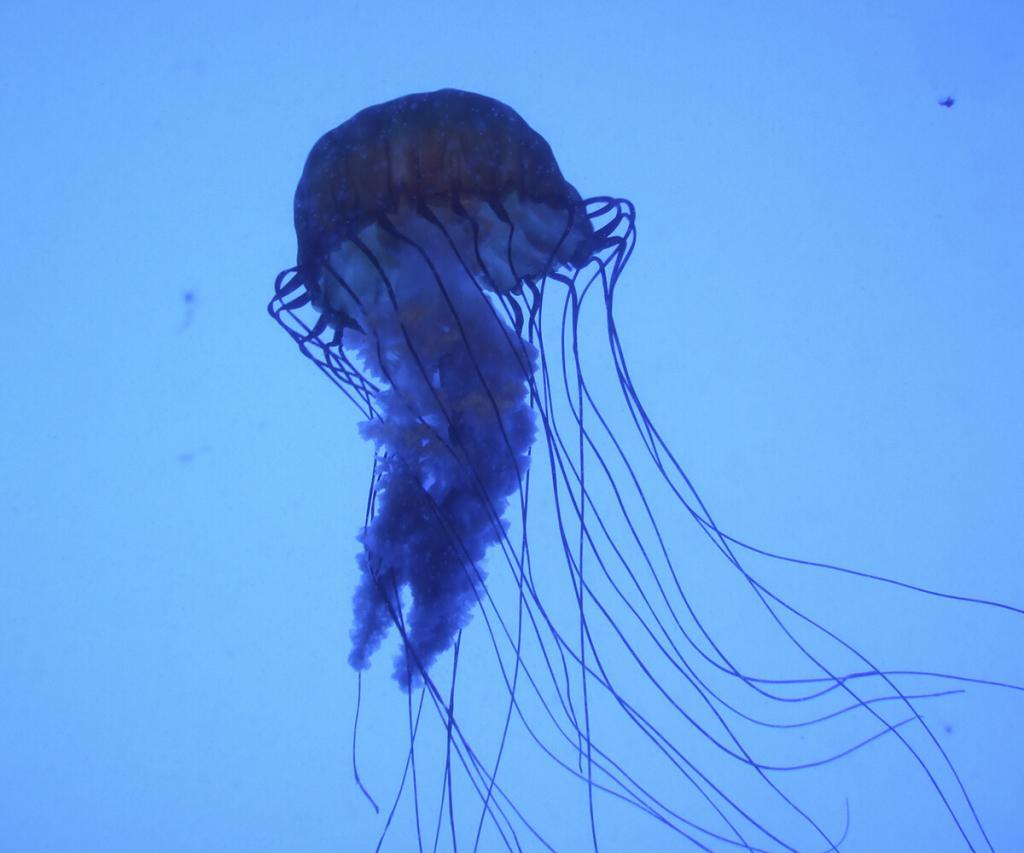 Protection contre les méduses | Care Plus®