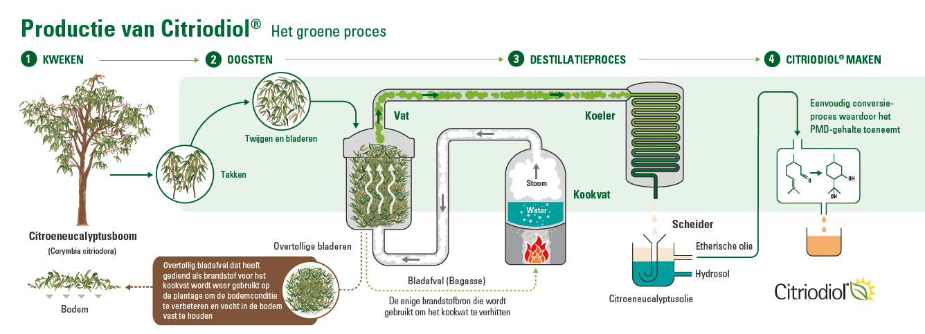 Het natuurlijke productieproces van Citriodiol® | Care Plus®